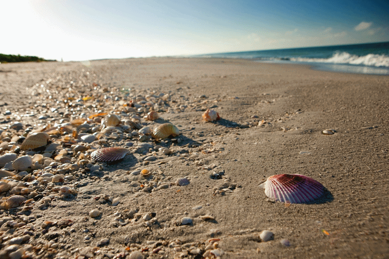 National Seashell Day 20. juni 2025 – Dfly